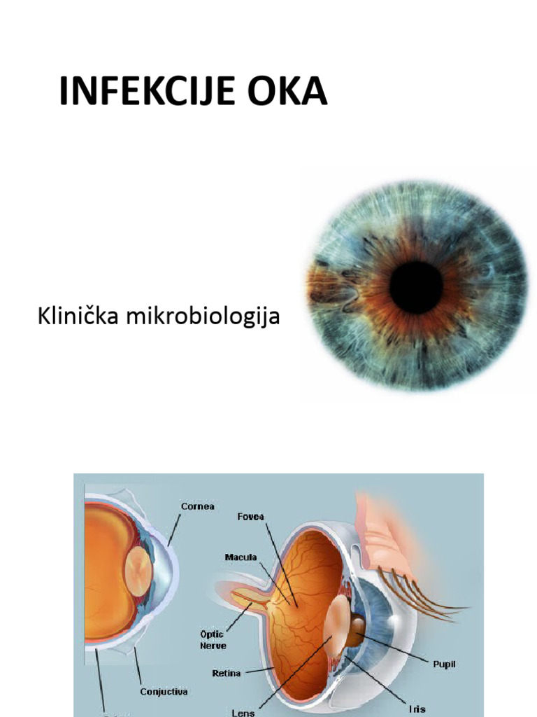 Infekcije Oka Klinicka Mikrobiologija | PDF