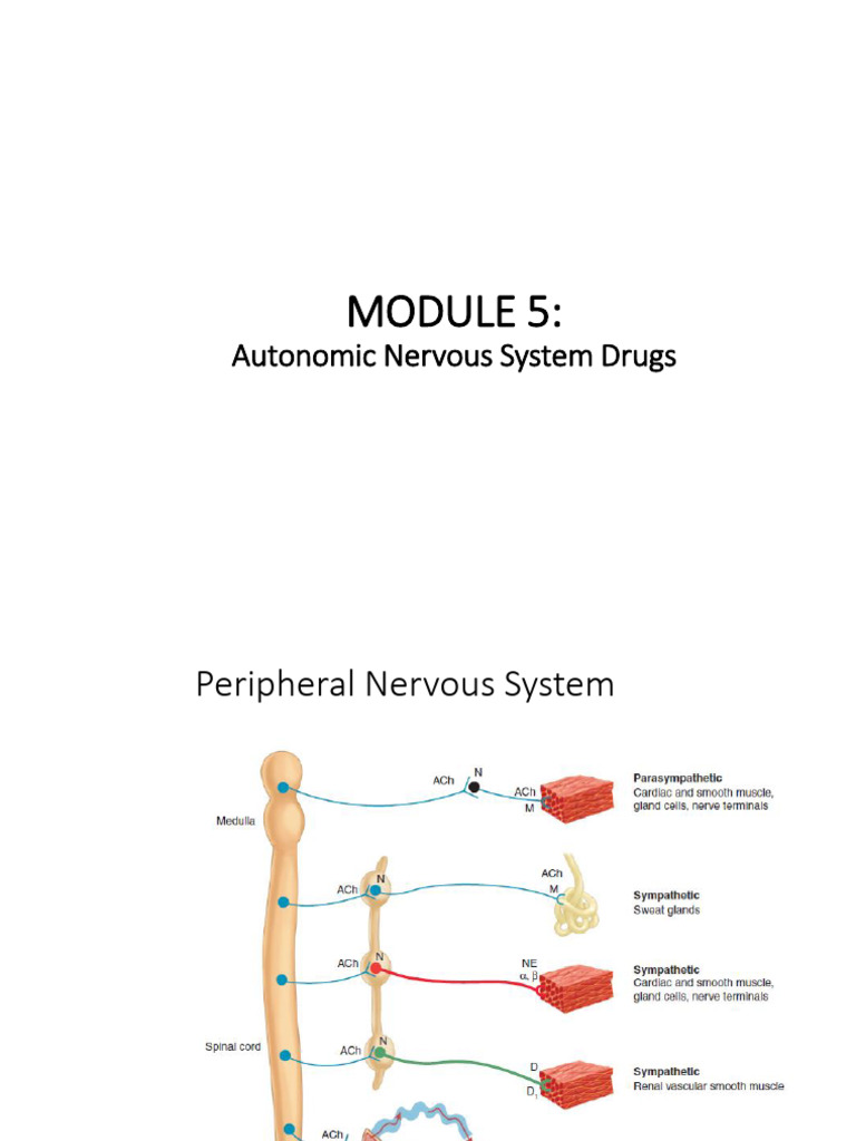 VMUF 5 Autonomic Nervous System Drugs | PDF | Acetylcholine | Autonomic Nervous System
