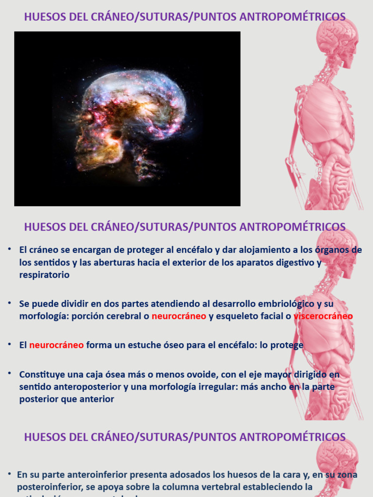 Huesos Del Craneo Pdf Cráneo Anatomía