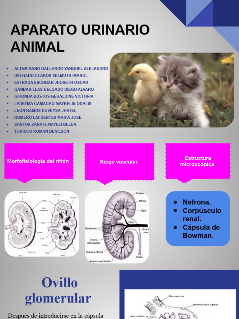 Aparato Urinario Animal | PDF | Riñón | Órgano (anatomía)