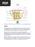 Using - Dentition To Age Cattle | PDF | Tooth | Dentistry