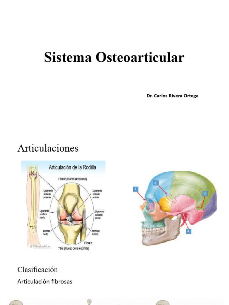 Sistema Osteoarticular | PDF | Hipotálamo | Sistema nervioso central