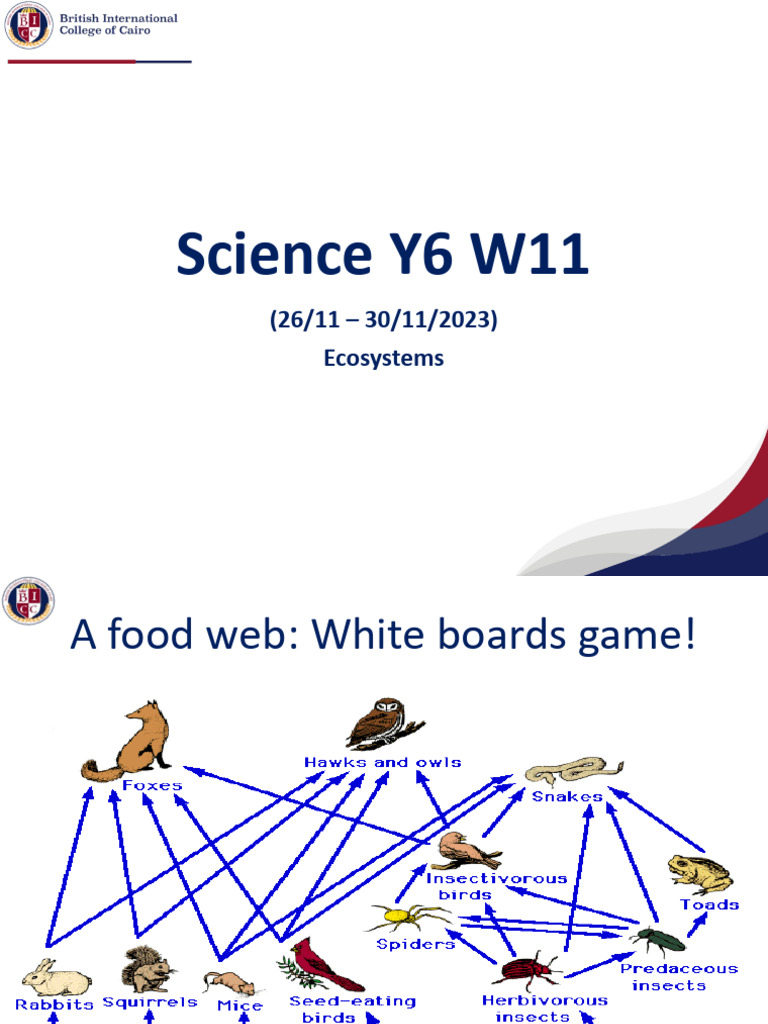 Bio Accumulation Download Free Pdf Reproductive System Sex Organ