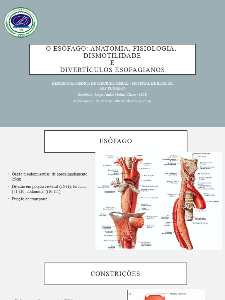 ESOFAGO | PDF | Esôfago | Anatomia