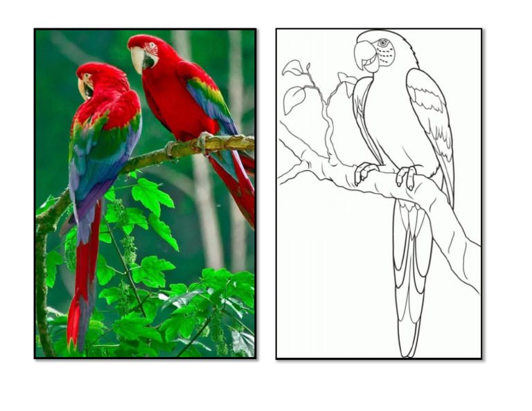 PSV-Unit 3 (Ilusi Dan Realiti) Parrots | PDF