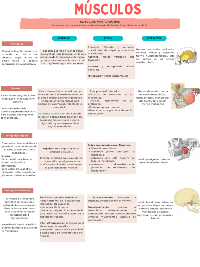 Musculos fCIALES | PDF | Anatomía humana | Cabeza y cuello humanos