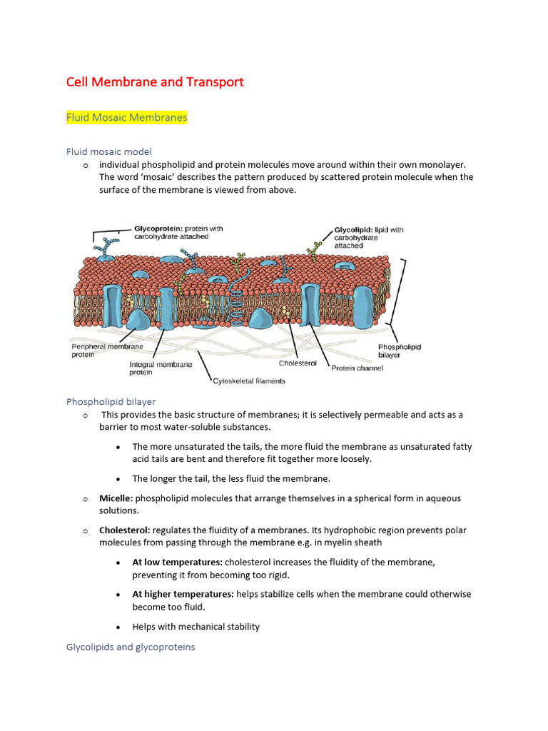 Cell Membrane and Transport | PDF | Cell Membrane | Cell Signaling