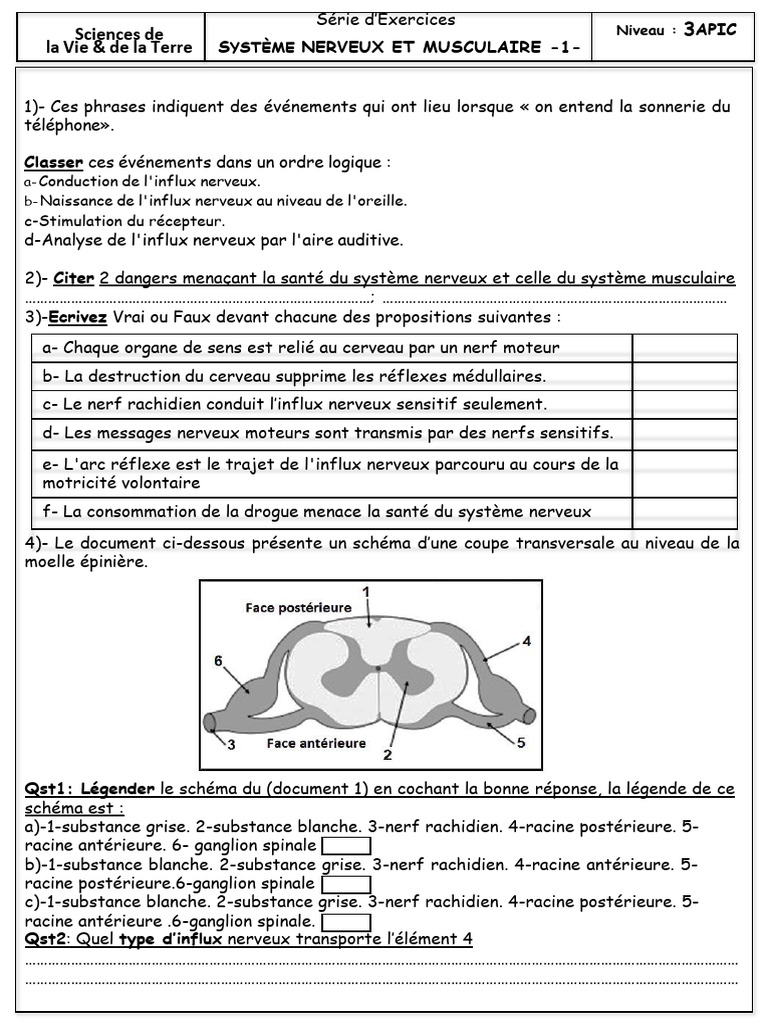 Série D'exercice - Système Nerveux | PDF | Nerf | Système nerveux