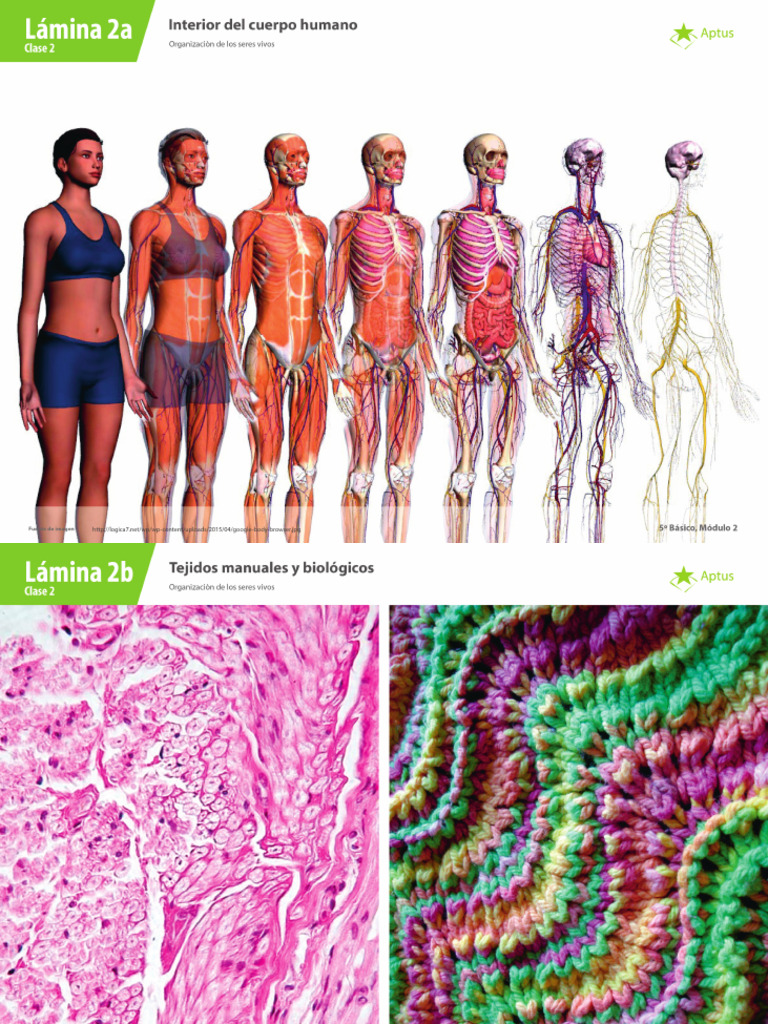Modulo 2 Clase 2 Laminas | PDF