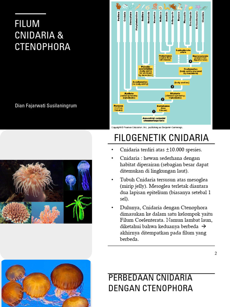 Filum Cnidaria Ctenophora | PDF