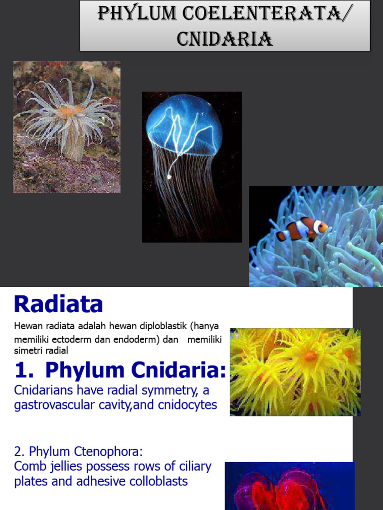PDF Phylum Coelenterata | PDF