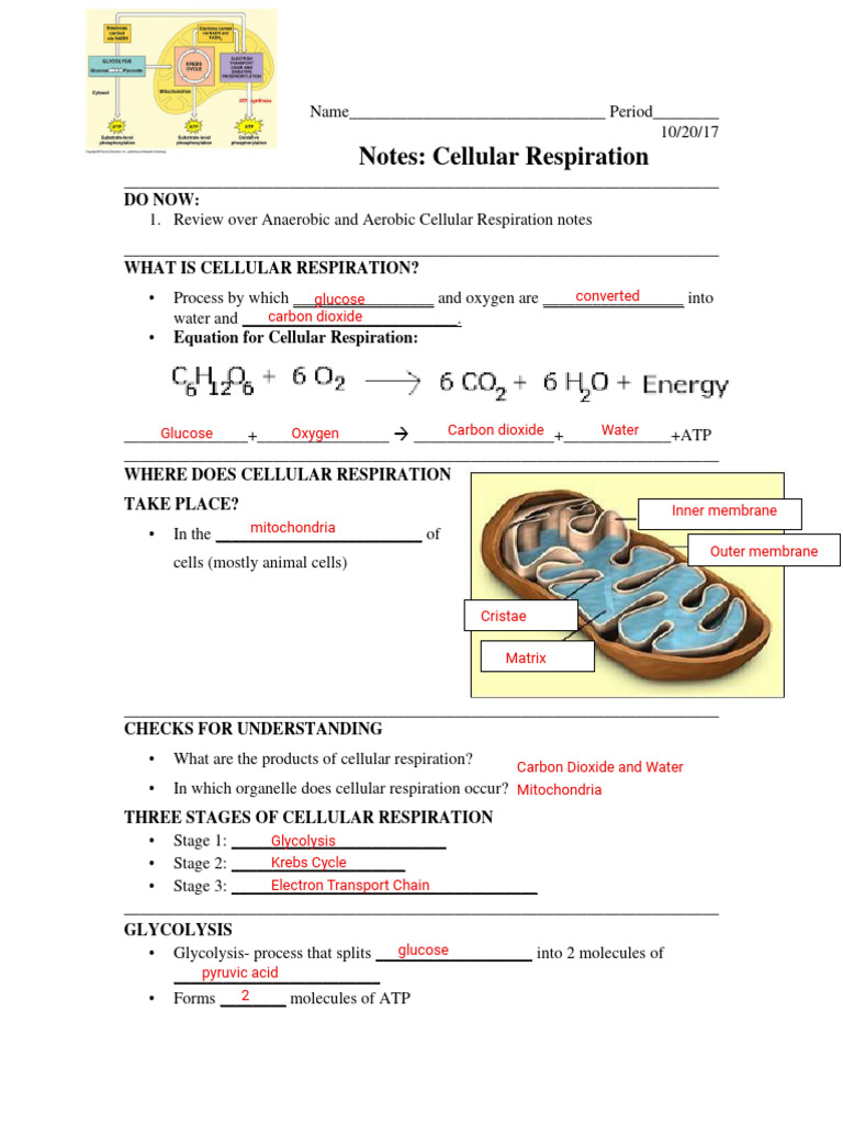 Cellular Respiration Overview and Stages | PDF | Cellular Respiration ...