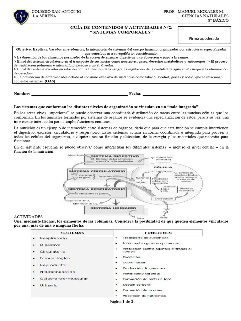 Interacción de Sistemas Corporales Humanos | PDF | Digestión | Excreción