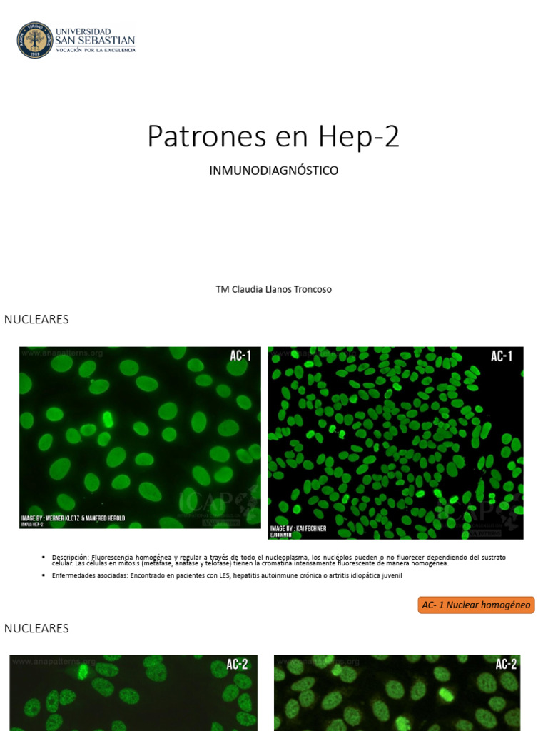 Patrones en Hep-2 | PDF | Mitosis | Nucleo celular