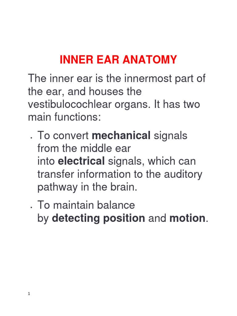 2-INNER EAR ANATOMY | PDF | Ear | Human Head And Neck