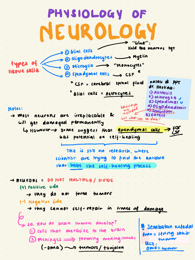 Physiology of Neurology | Download Free PDF | Cerebrum | Frontal Lobe