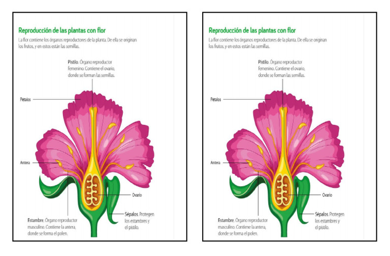 Reproduccion de Las Plantas Con Flor | PDF