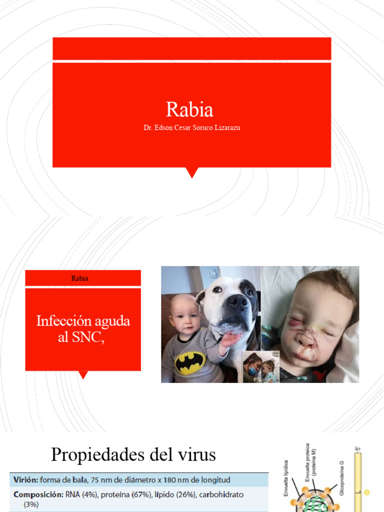 Rabia: Virus, Patogenia y Prevención | PDF | Rabia | Virus