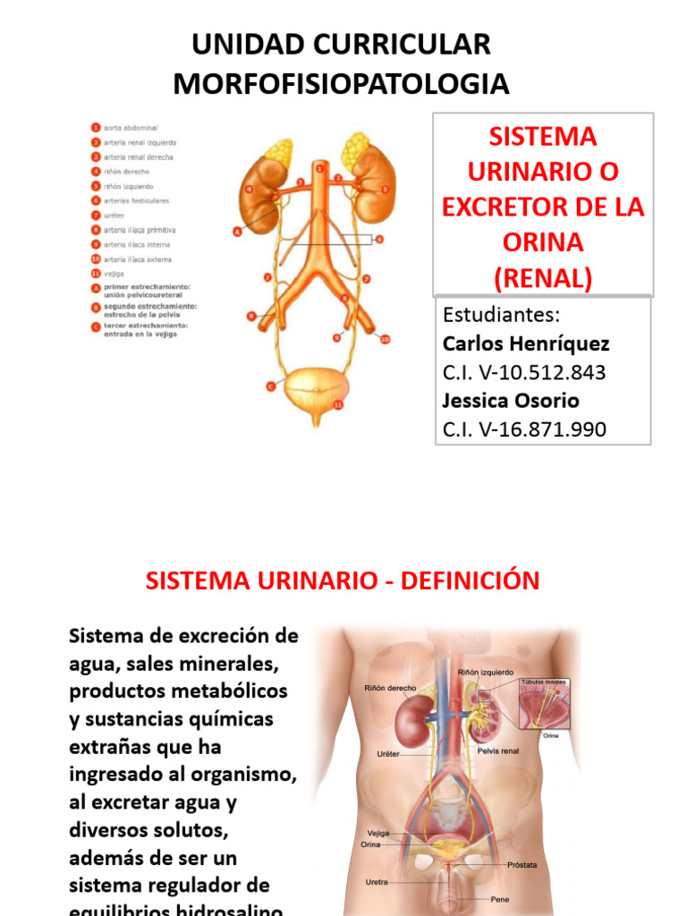 Sistema Urinario-2 | PDF | Riñón | Sistema urinario