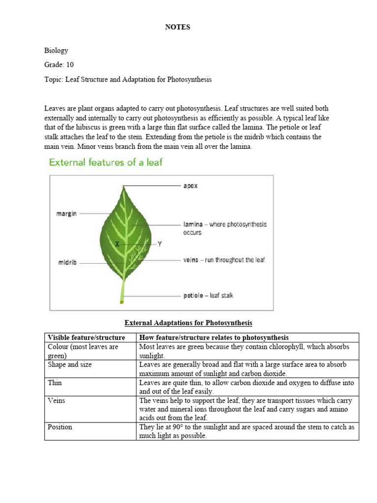 Leaf Adaptations for Efficient Photosynthesis | PDF | Leaf | Stoma