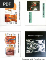 FTSTS - Sentar e Levantar | PDF | Tempo | Músculo