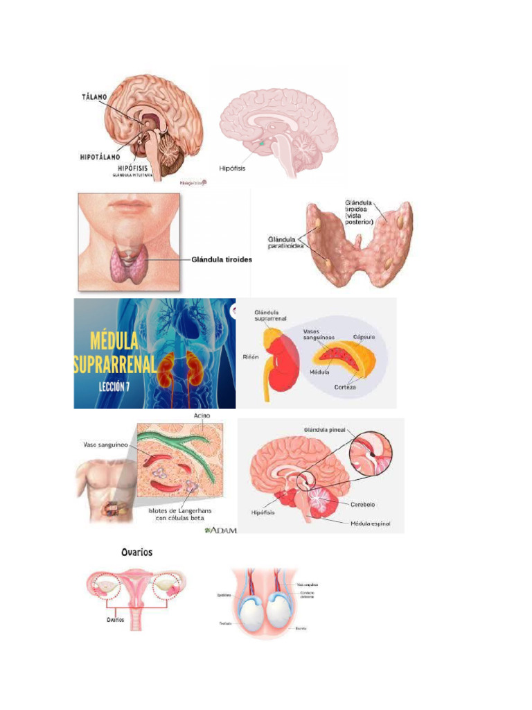 imagenes glandulas | PDF