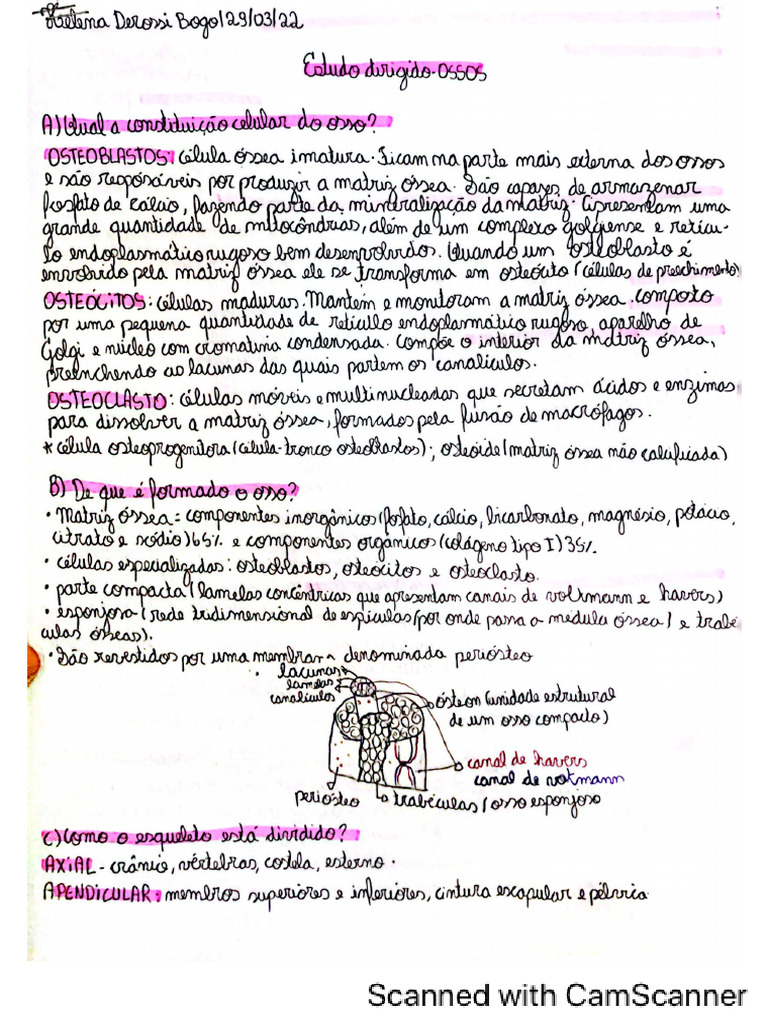 Estudo Dirigido Ossos Músculos e Articul | PDF