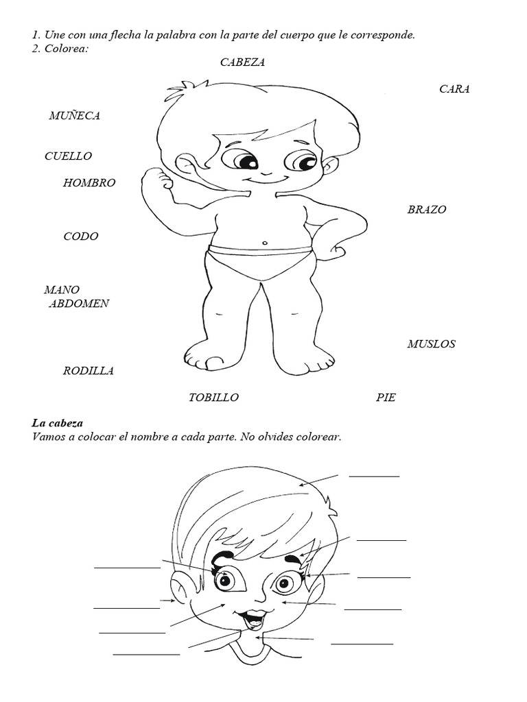 Partes Del Cuerpo Pdf