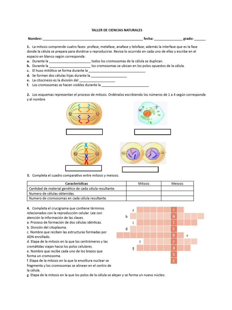 Clave De La Hoja De Trabajo Sobre La Meiosis