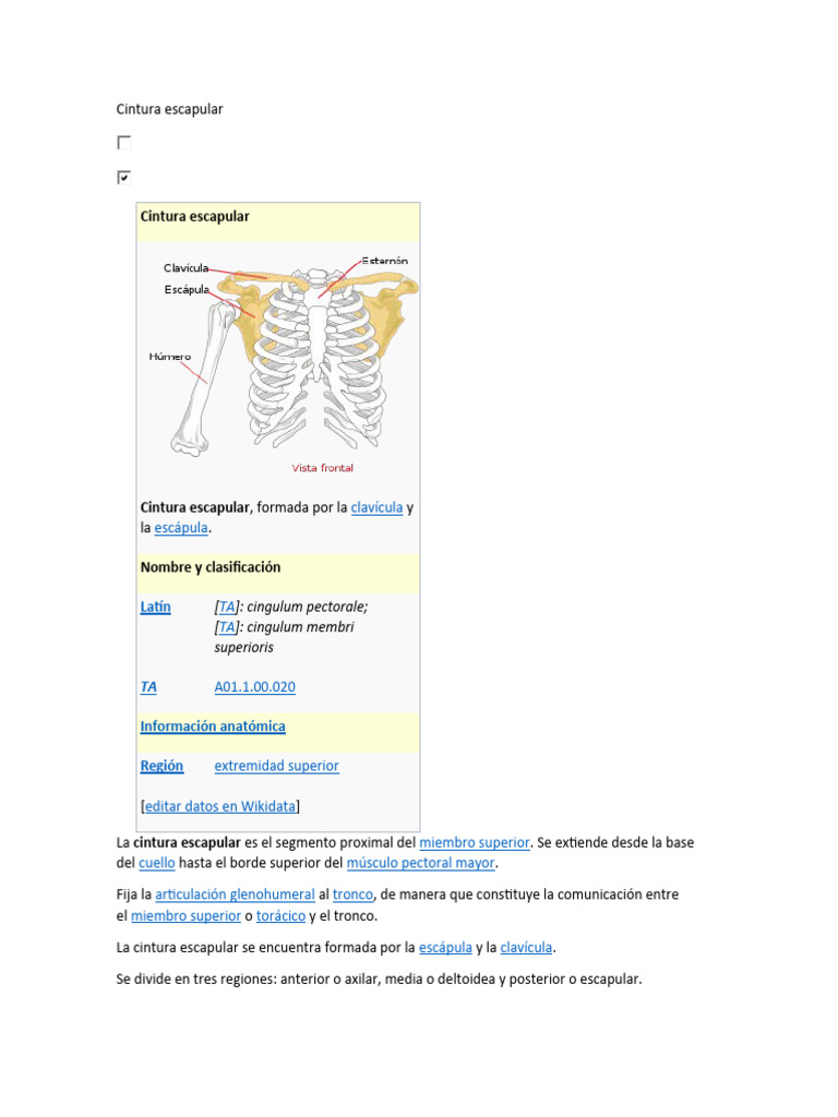 Cintura Escapular OSTEOLOGIA | PDF | Sistema musculoesquelético ...