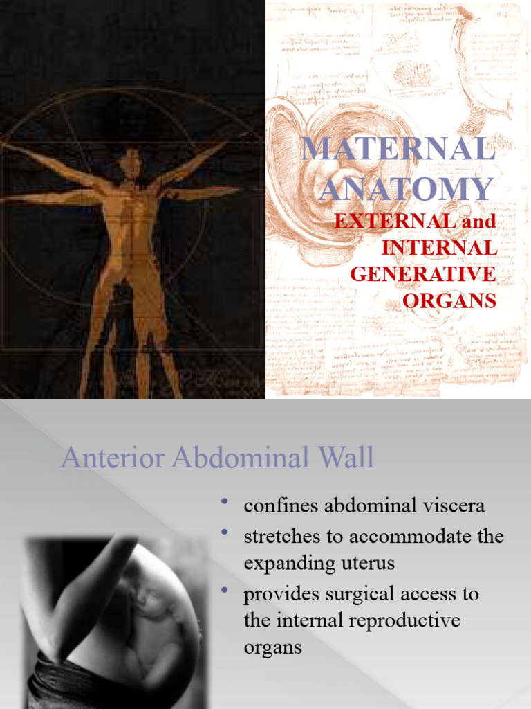 Physio OB Maternal Anatomy External and Internal Generative Organs PPT ...