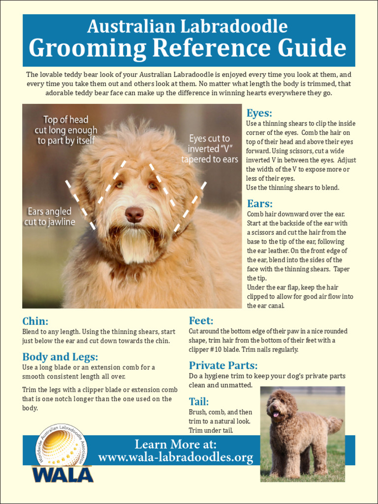 Grooming Reference Guide: Australian Labradoodle | Download Free PDF ...