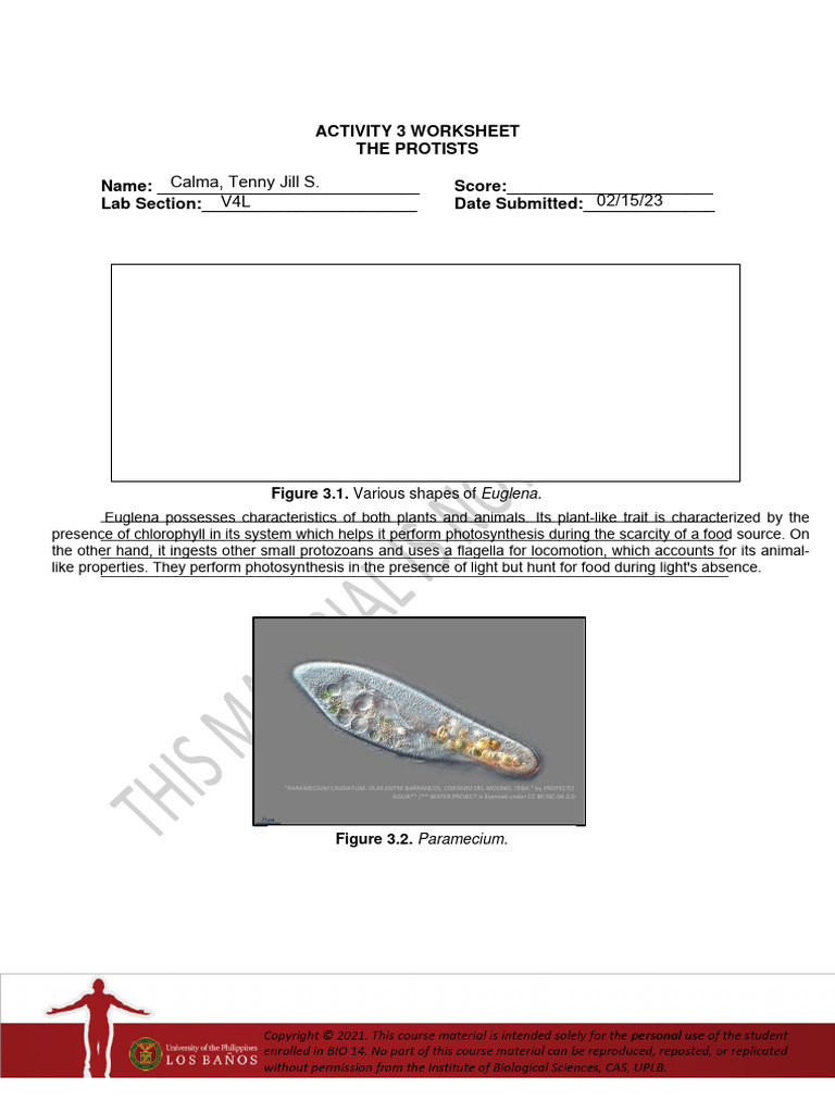 Activity 3 Worksheet The Protists | PDF | Biology | Organisms