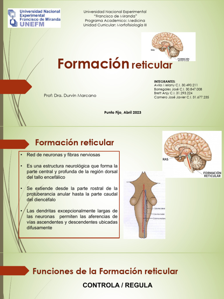 Formacion Reticular PE | PDF | Cerebelo | Oscilación Neural