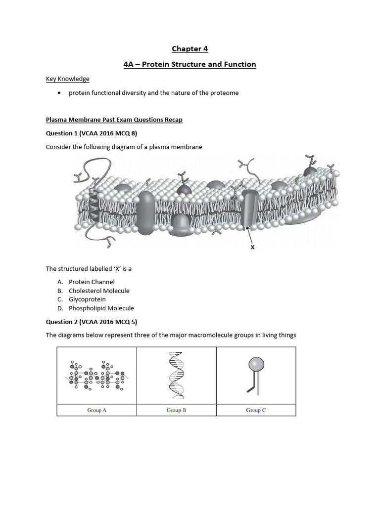 Protein Structure and Function Overview | PDF