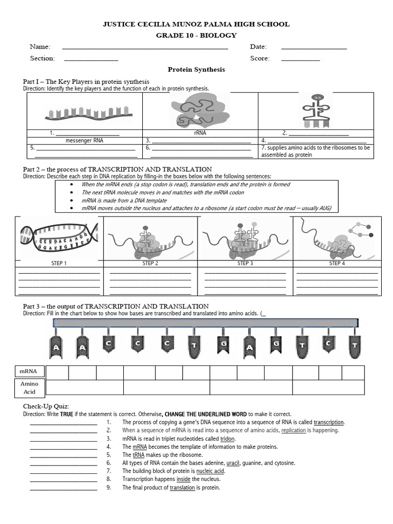Protein Synthesis Activity | Download Free PDF | Translation (Biology ...