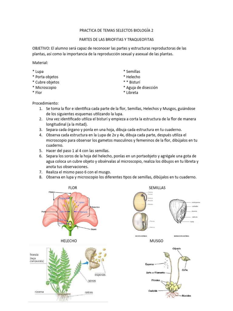 Estructuras de Briofitas y Traqueofitas | PDF | Ciencias sociales ...