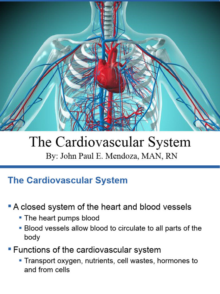 Cardiovascular System | PDF | Heart Valve | Heart