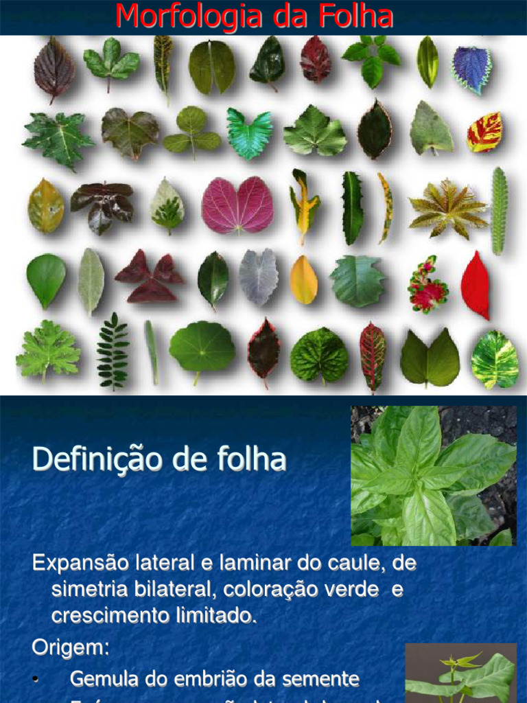 Formas de Limbo Foliar | PDF | Folha | Áreas da Botânica