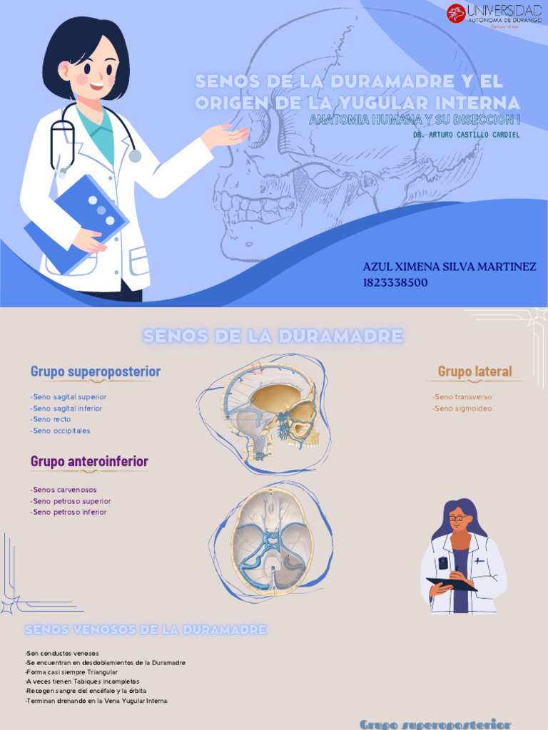 SENOS Y YUGULAR INTERNA | PDF | Anatomía | Cabeza y cuello humanos