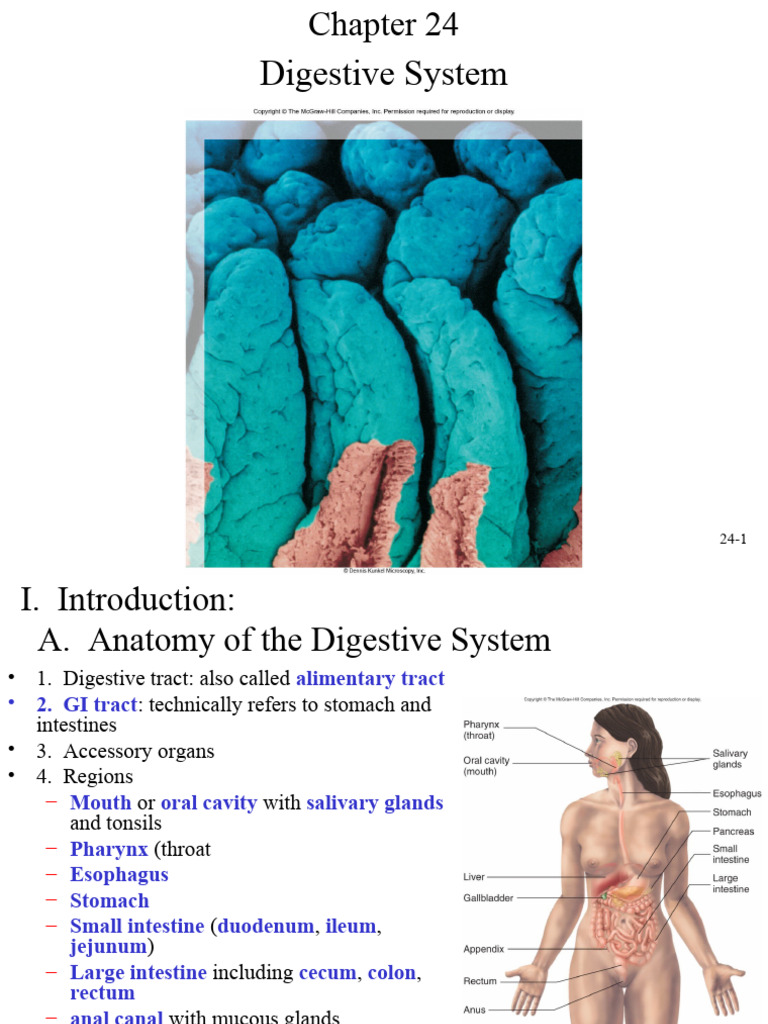 Digestive System | PDF | Stomach | Gastrointestinal Tract