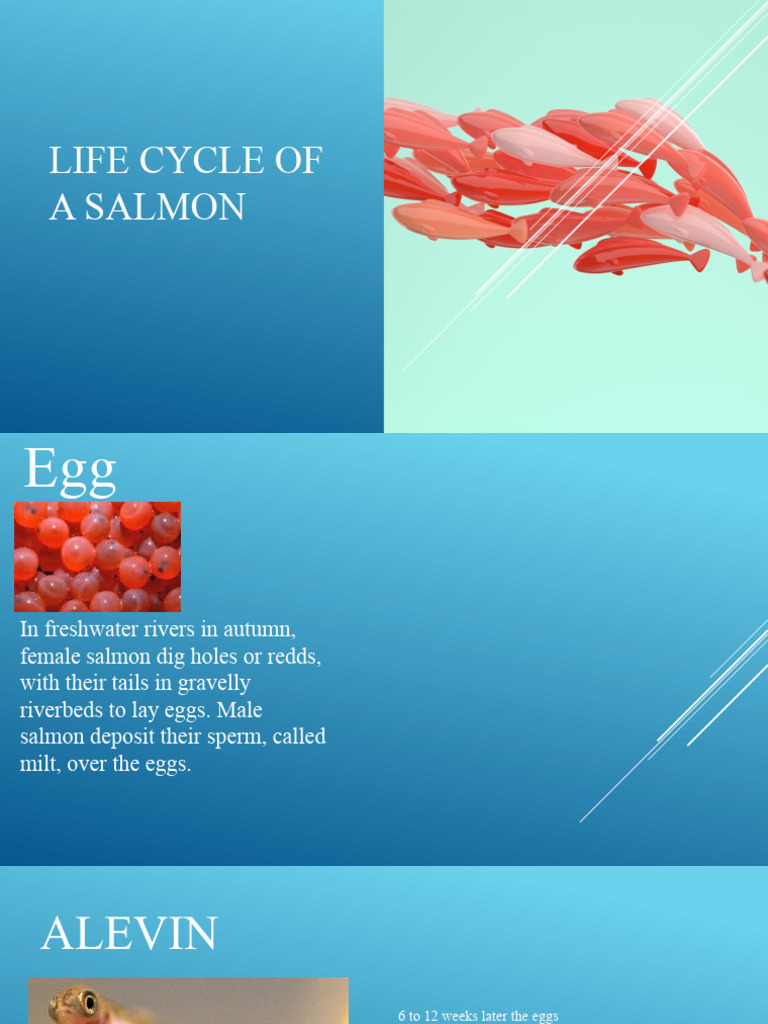 Life Cycle of a Salmon | PDF