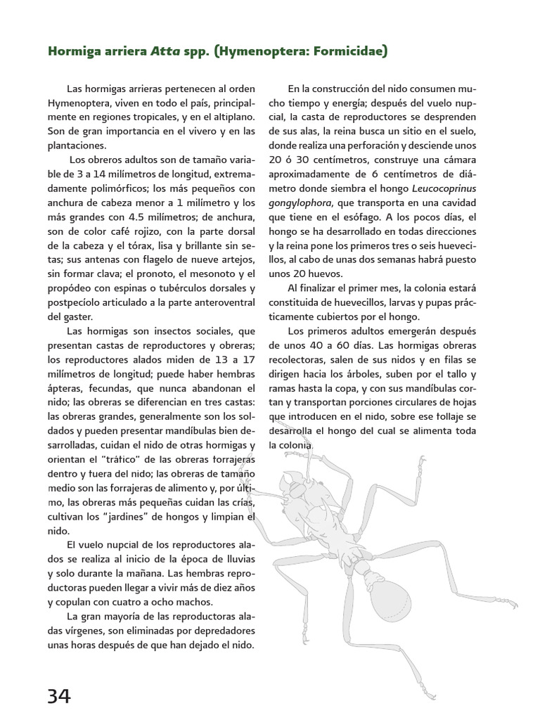 Control de Hormiga Arriera Atta SPP | Descargar gratis PDF | Hormiga ...