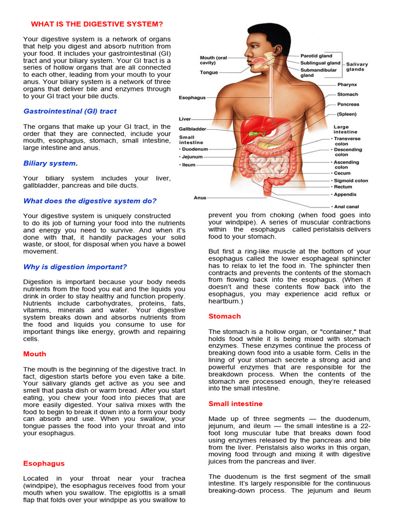 Digestive System | Download Free PDF | Gastrointestinal Tract | Small ...