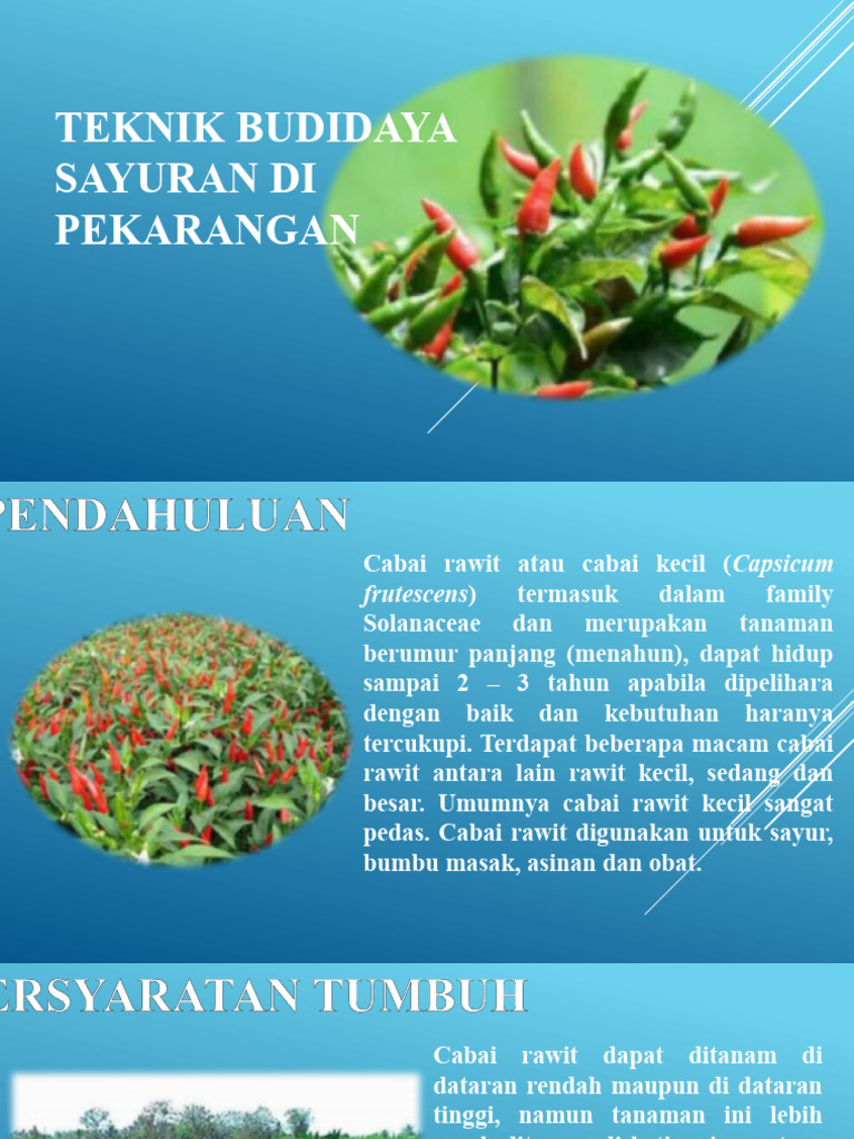 Budidaya Tanaman Cabai Rawit | PDF | Teknologi & Rekayasa