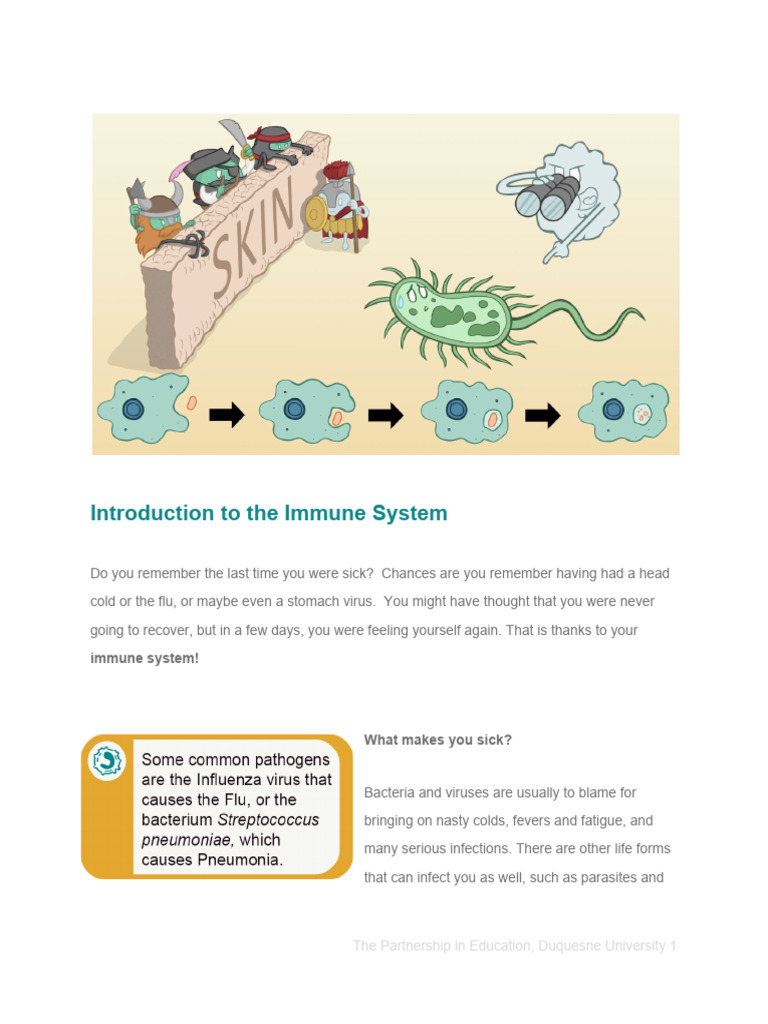 Immune System Student Reading Pages | PDF | Immune System | Macrophage