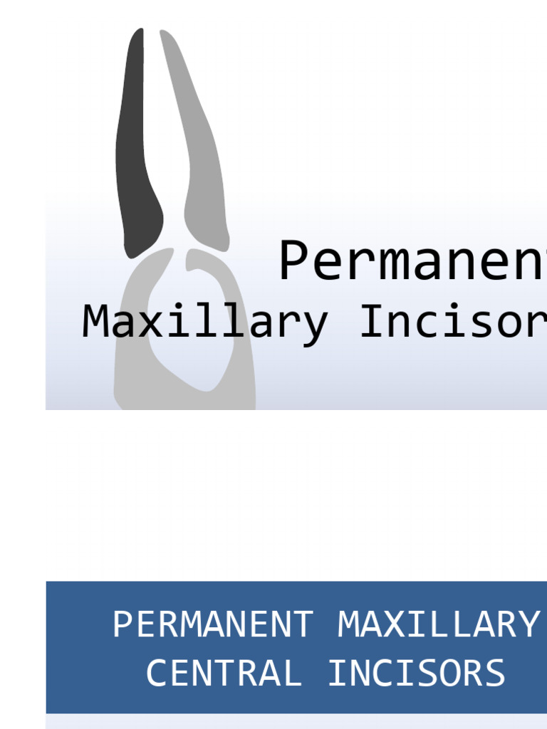 Permanent Maxillary Incisors | PDF | Dental Anatomy | Dentistry