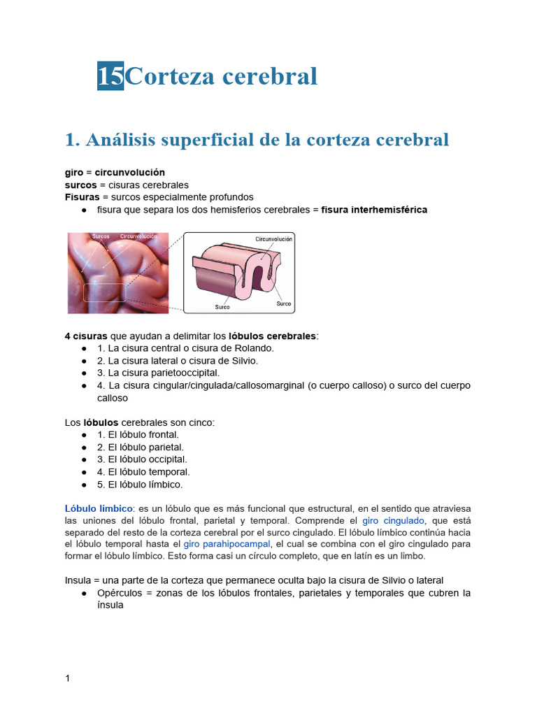15 Corteza Cerebral | PDF | Corteza cerebral | Lóbulo temporal