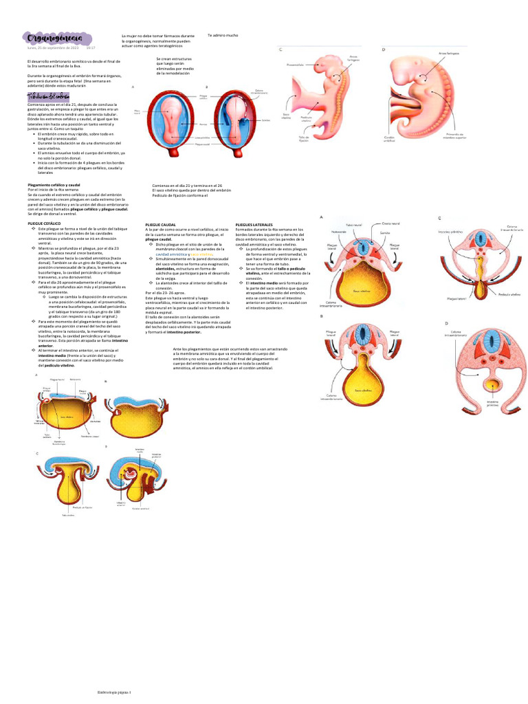 Plegamiento y organogénesis embrionaria | PDF | Embrión | Anatomía