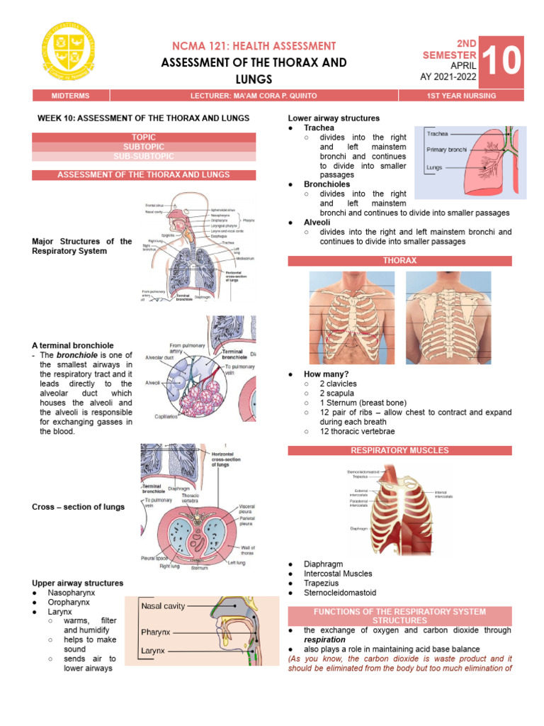 Week 10 - Assessment of The Thorax and Lungs | PDF | Respiratory Tract ...